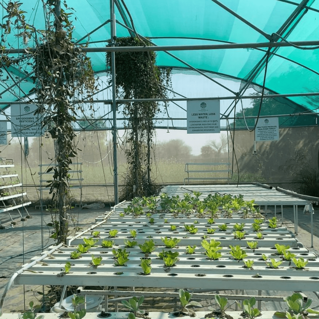 How to Start Hydroponic Farming at Home: Lessons from Offgrid Rajasthan ...