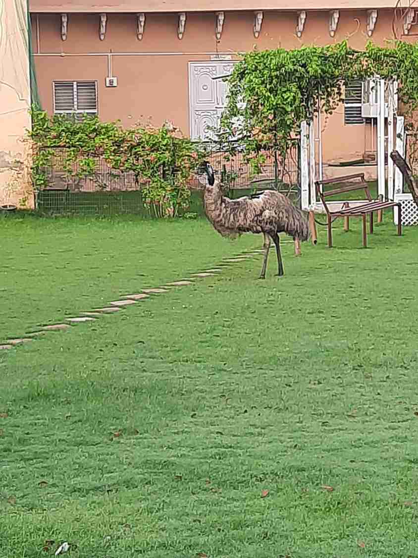 5 Reasons to Choose a Farm Stay Over a City Hotel - Offgrid Rajasthan